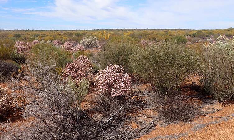 #145 - Successful Closure of Waste Rock Storage Facilities